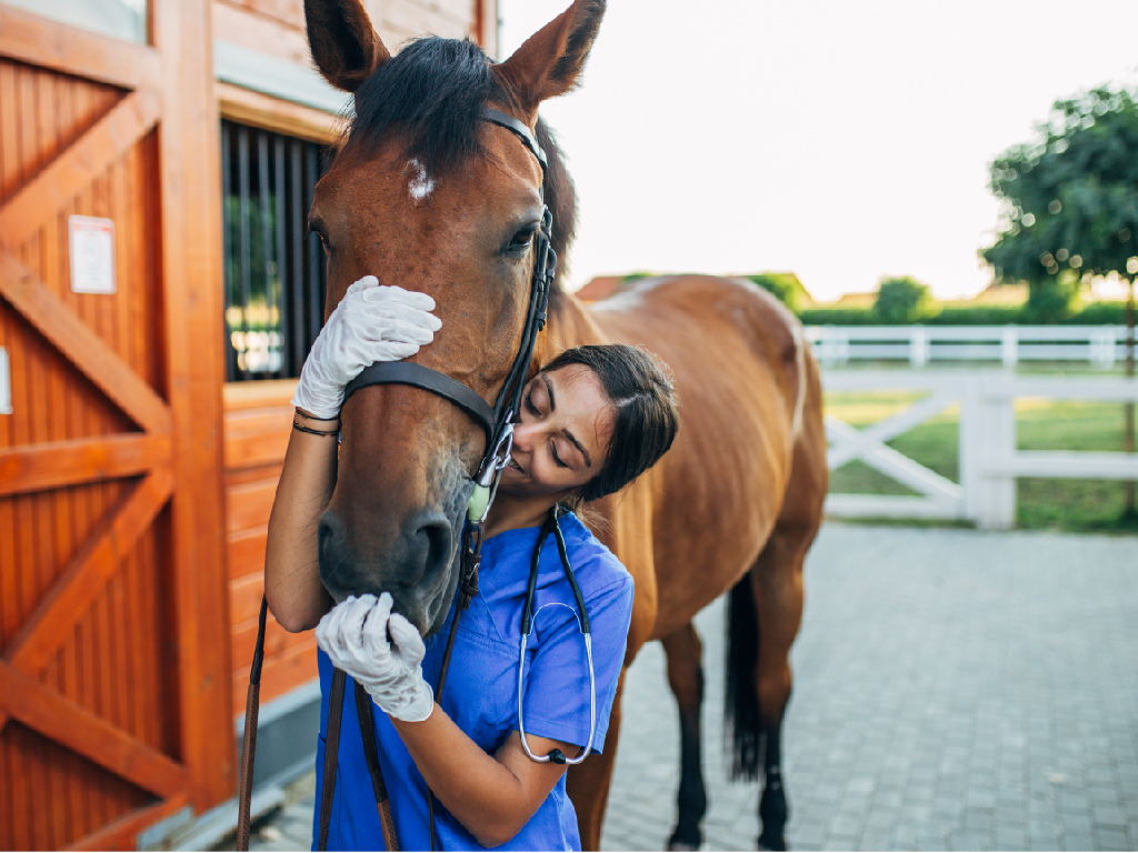 Paton & Lee Ltd Equine Veterinary Surgeons - AC Installation